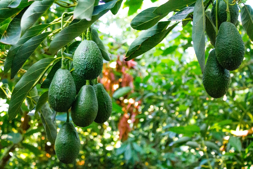 Agrícola Montolin S.A. - Official Website