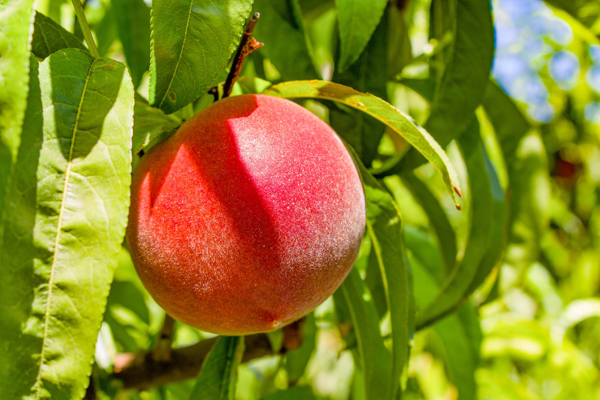 Duraznos - Agrícola Montolín
