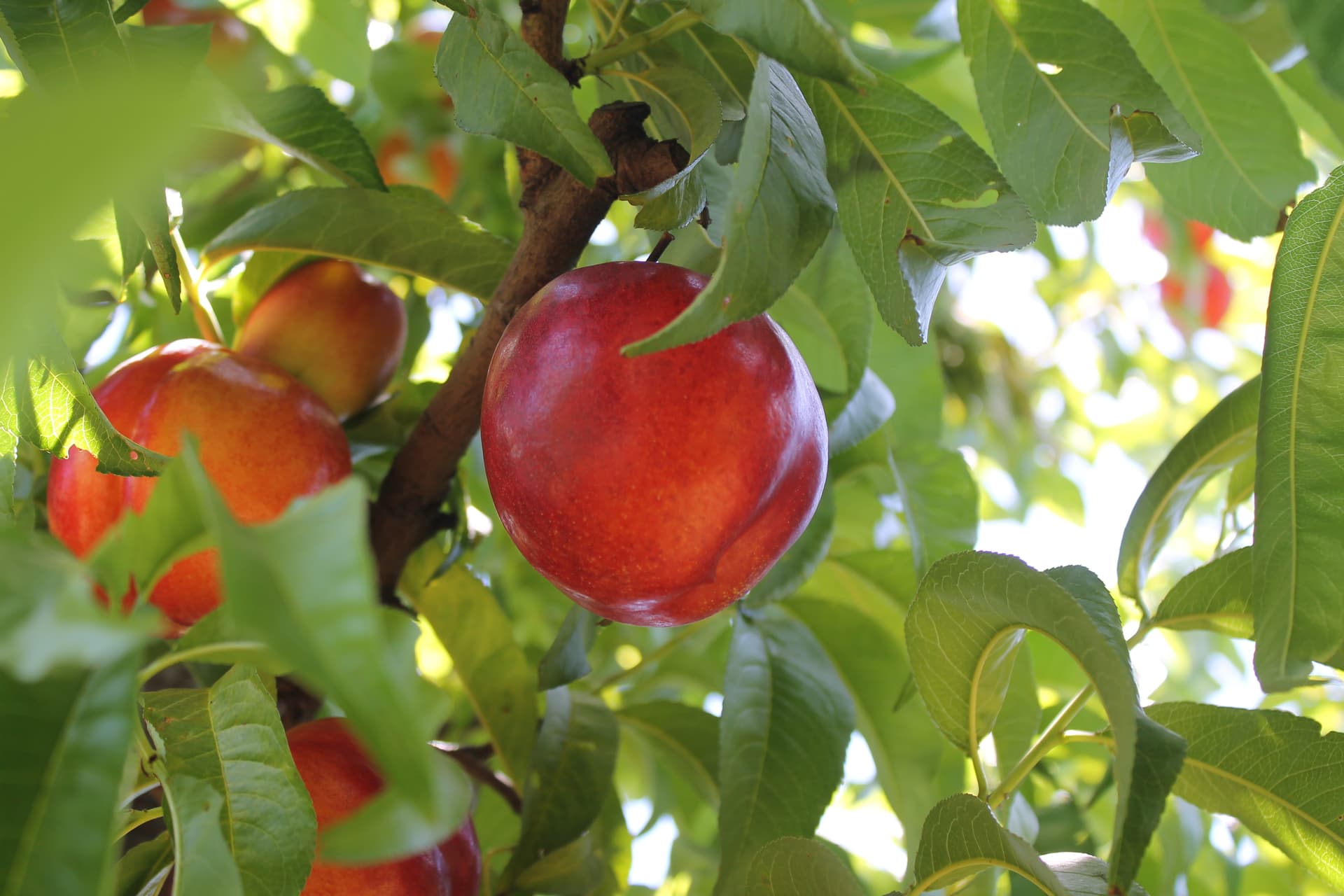 Nectarines - Agrícola Montolín
