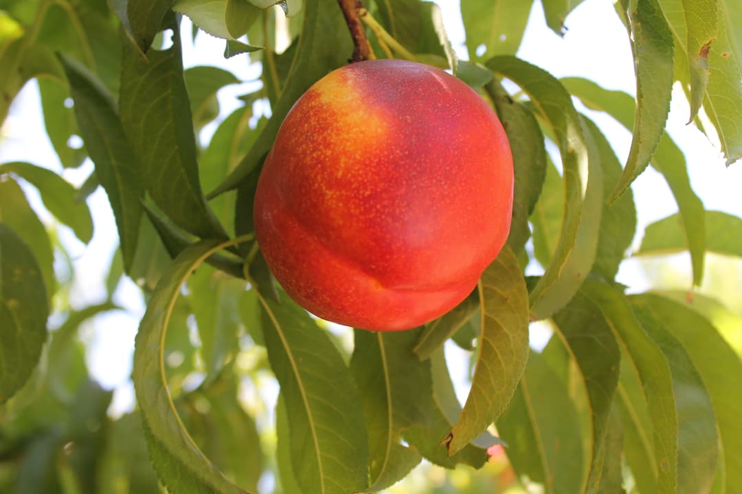 Nectarines - Agrícola Montolín