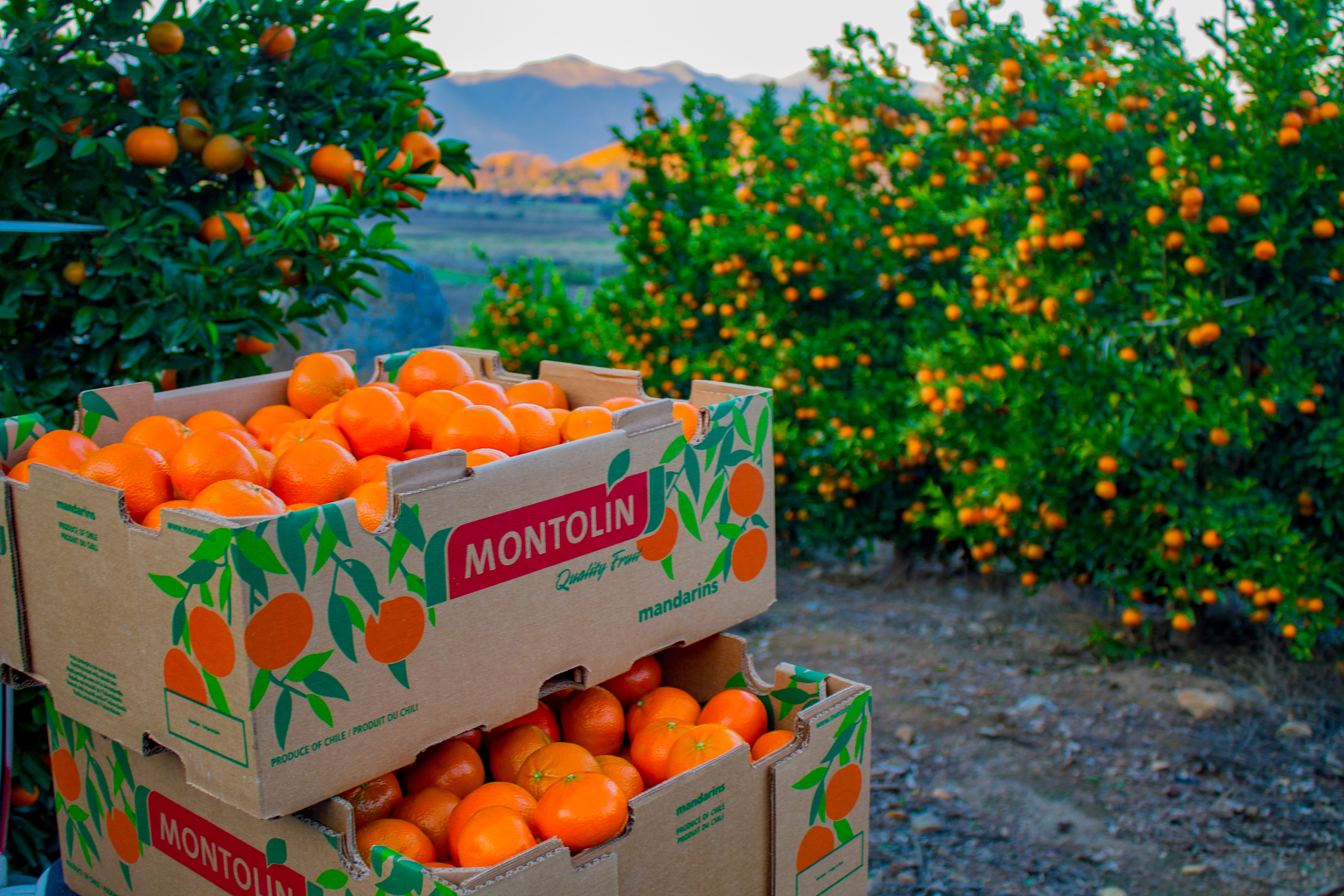 Agrícola Montolin S.A. - Official Website
